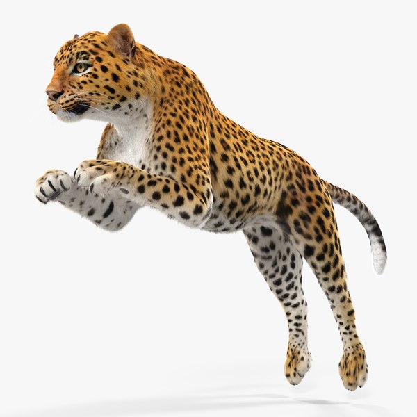 3D model panthera pardus jumping pose - TurboSquid 1297478