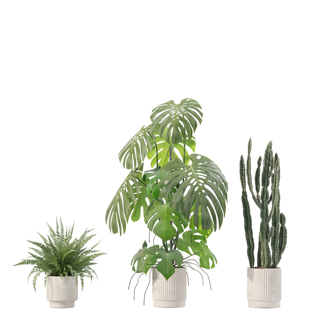 Plants Collection 212 - Monstera Ficus Cactus Fern 3D Model ...