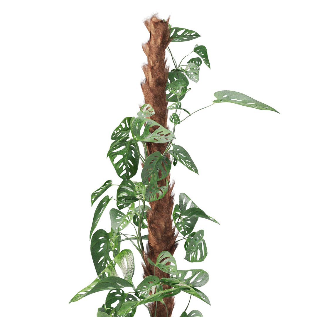 Plants Collection 212 - Monstera Ficus Cactus Fern 3D Model ...