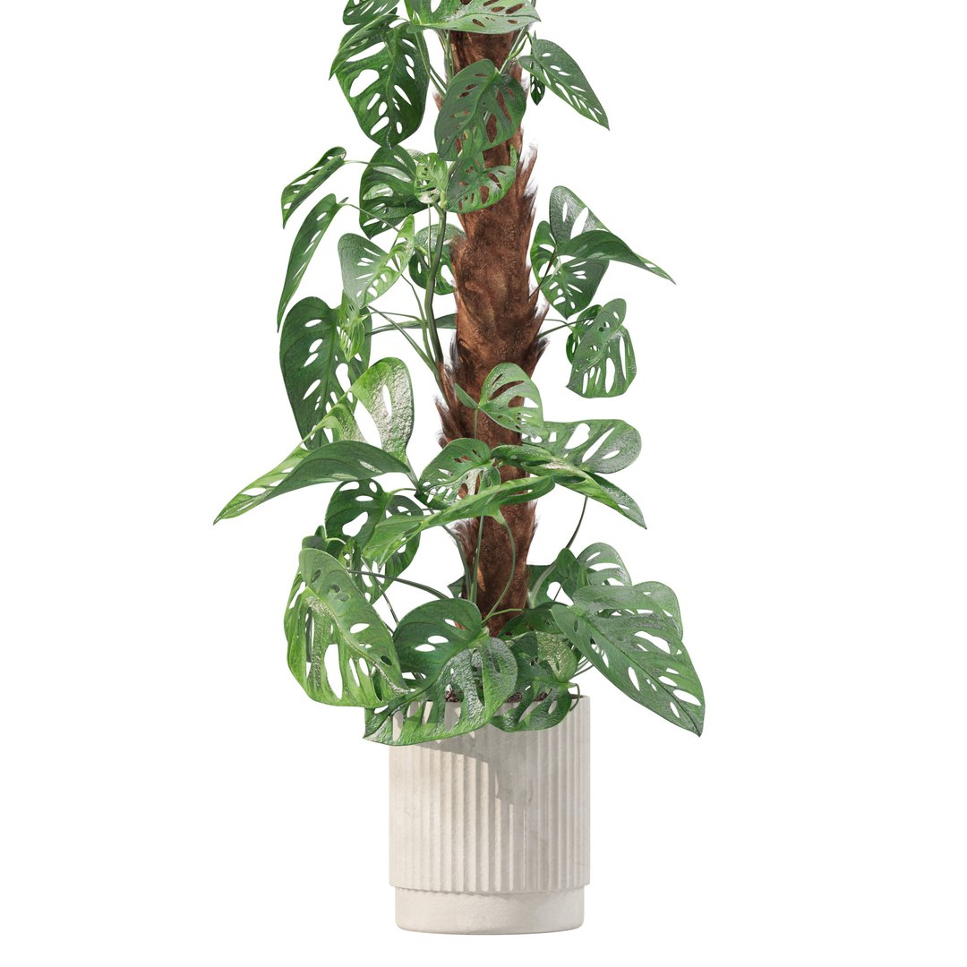 Plants Collection 212 - Monstera Ficus Cactus Fern 3D Model ...