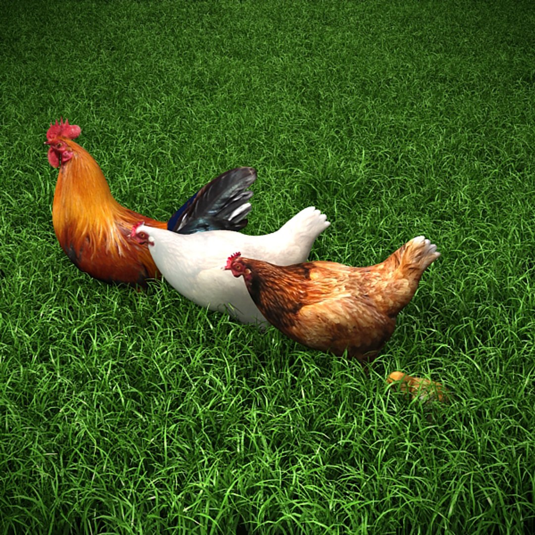3d Model Chicken Family