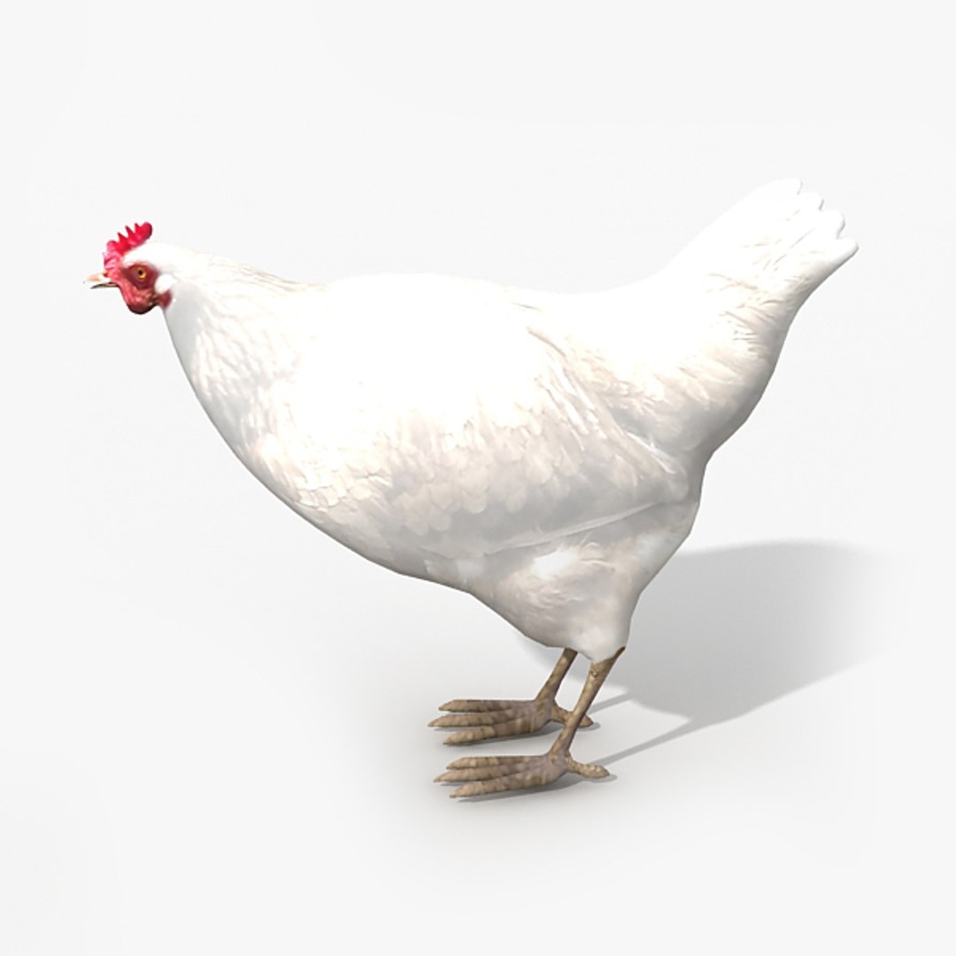 3d Model Chicken Family