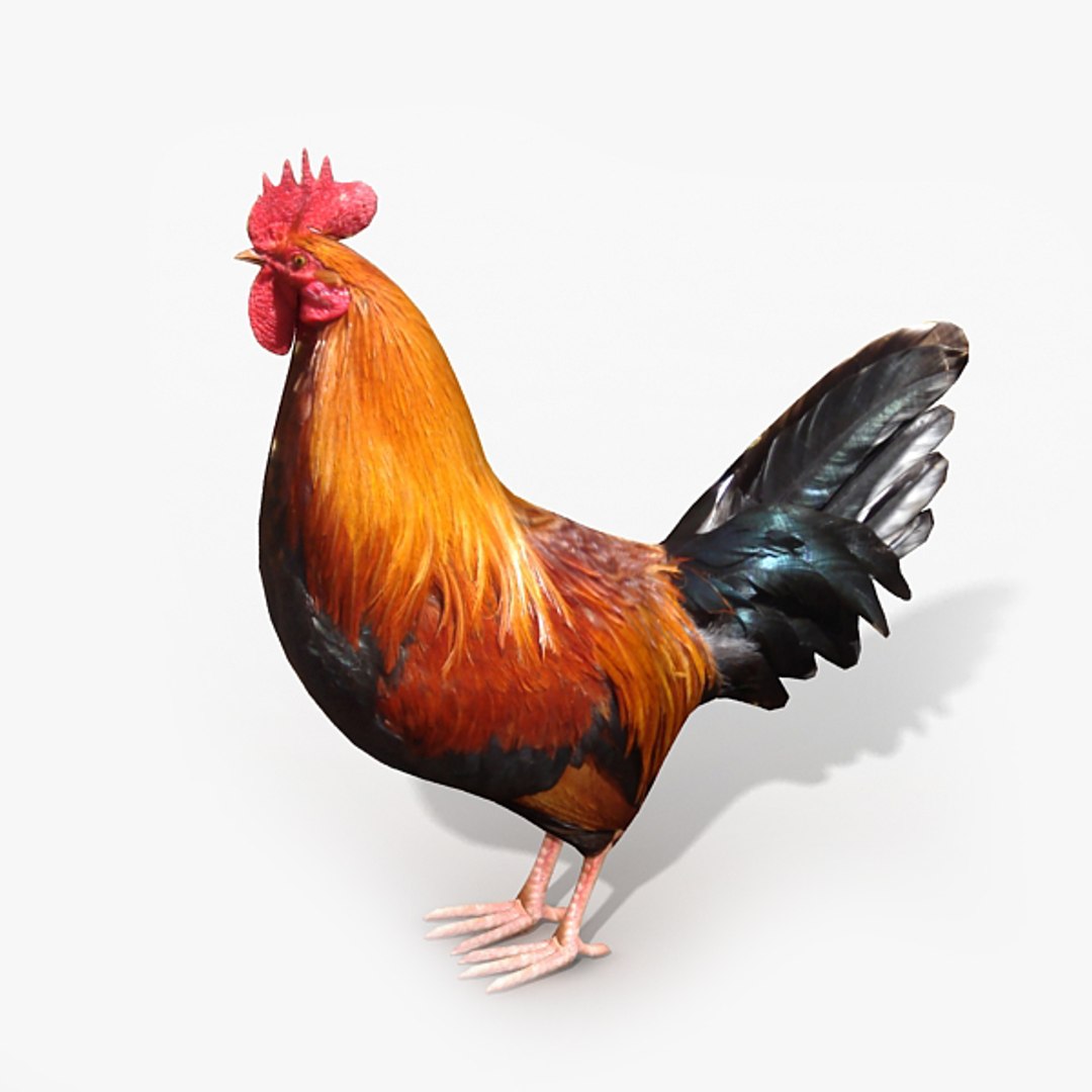 3d Model Chicken Family