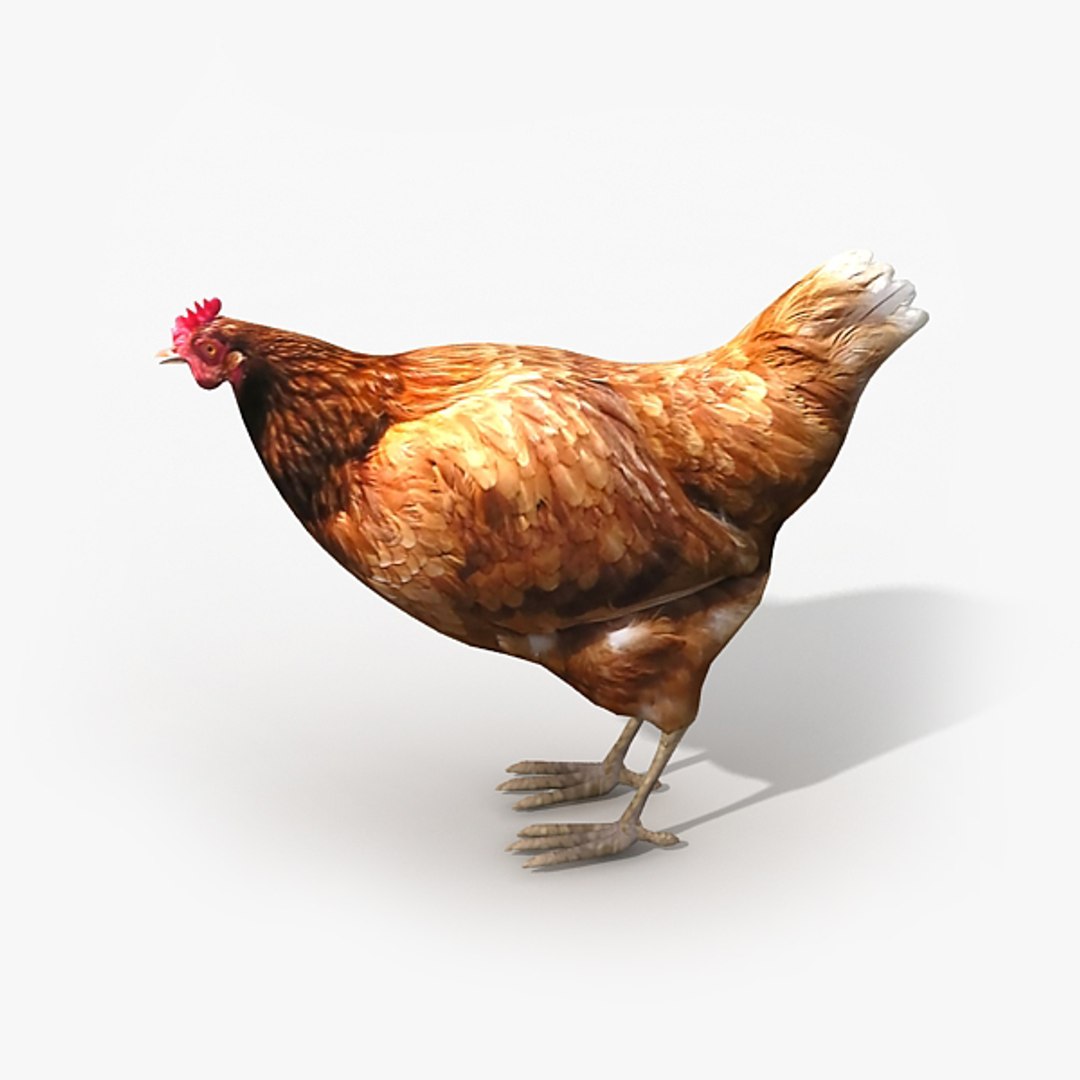 3d Model Chicken Family