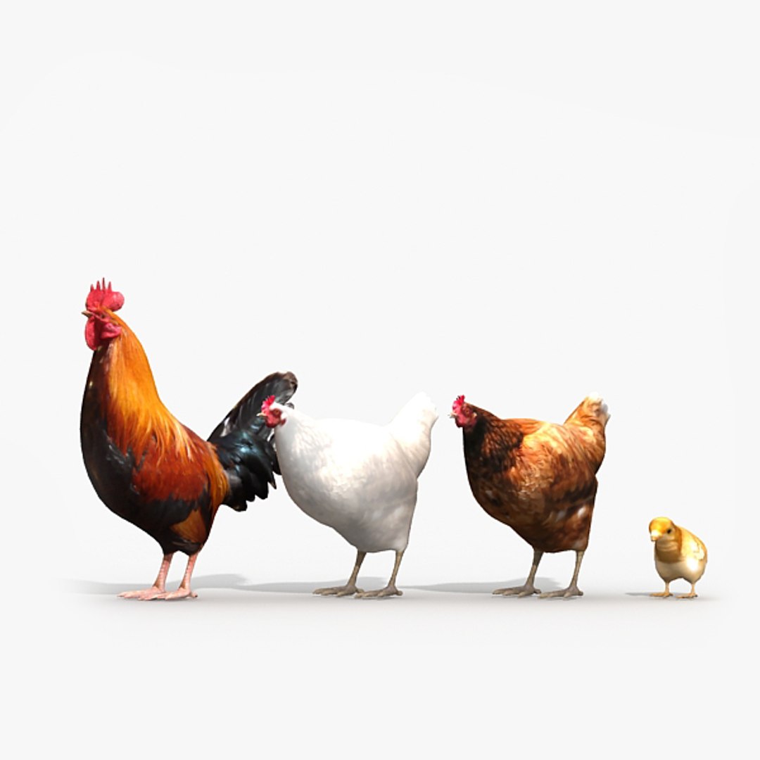 3d Model Chicken Family