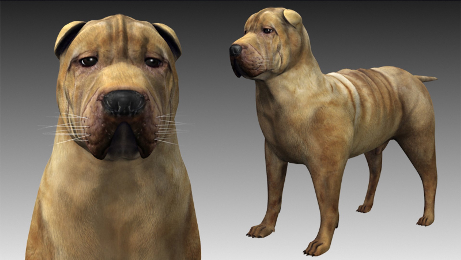 Dog Shar Pei 3d Model