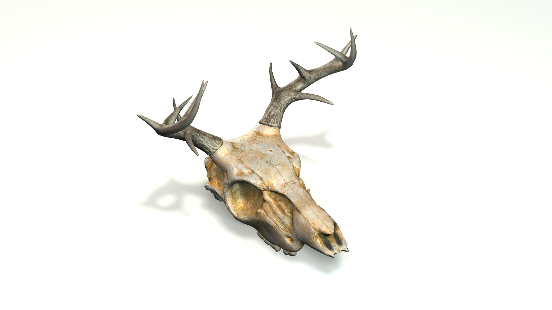 3D deer skull model - TurboSquid 1500824
