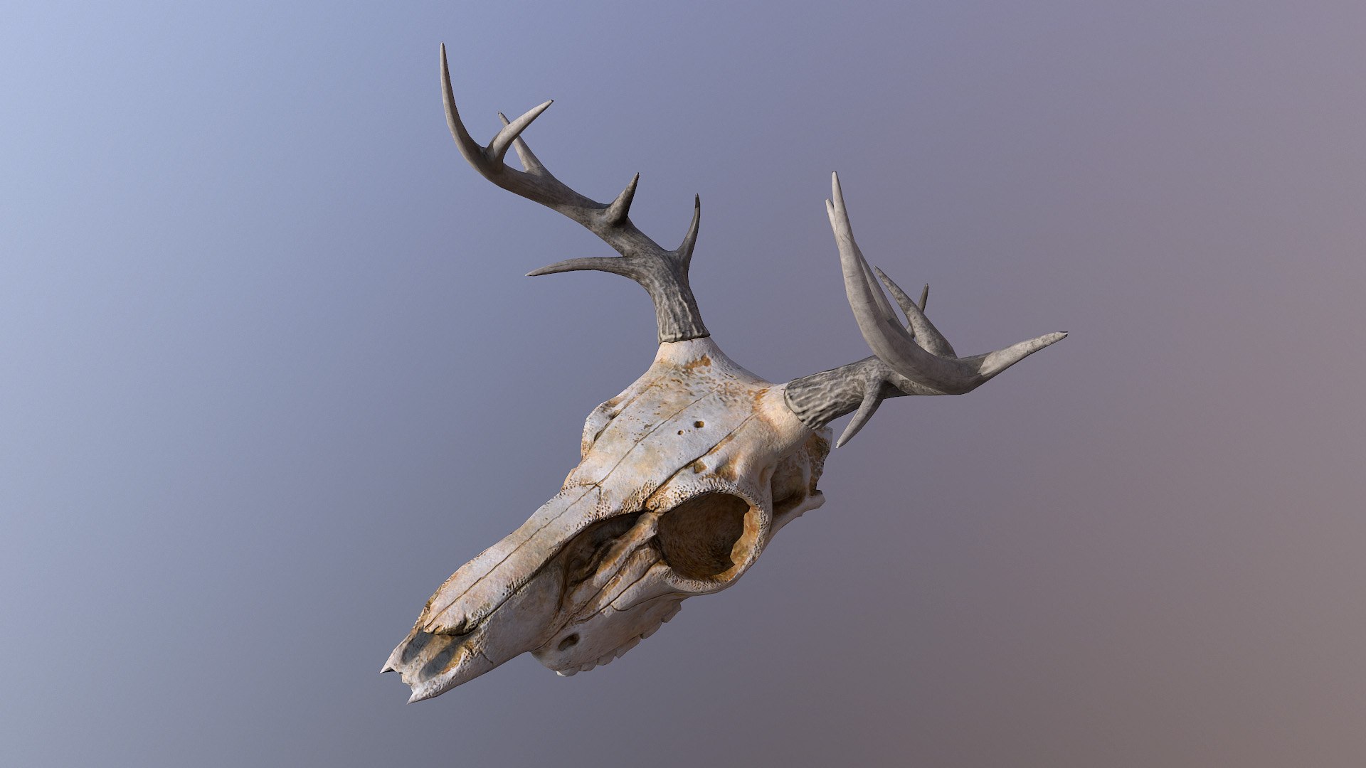 3D deer skull model - TurboSquid 1500824