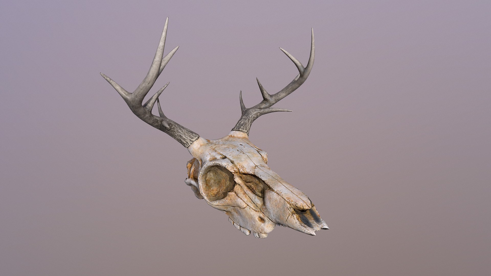 3D deer skull model - TurboSquid 1500824