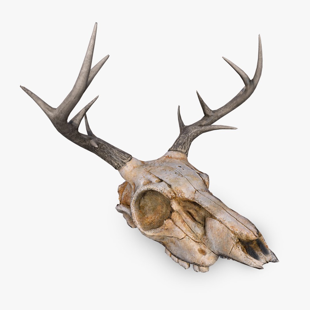 3D deer skull model - TurboSquid 1500824