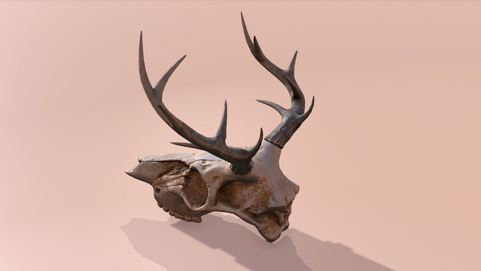 3D deer skull model - TurboSquid 1500824