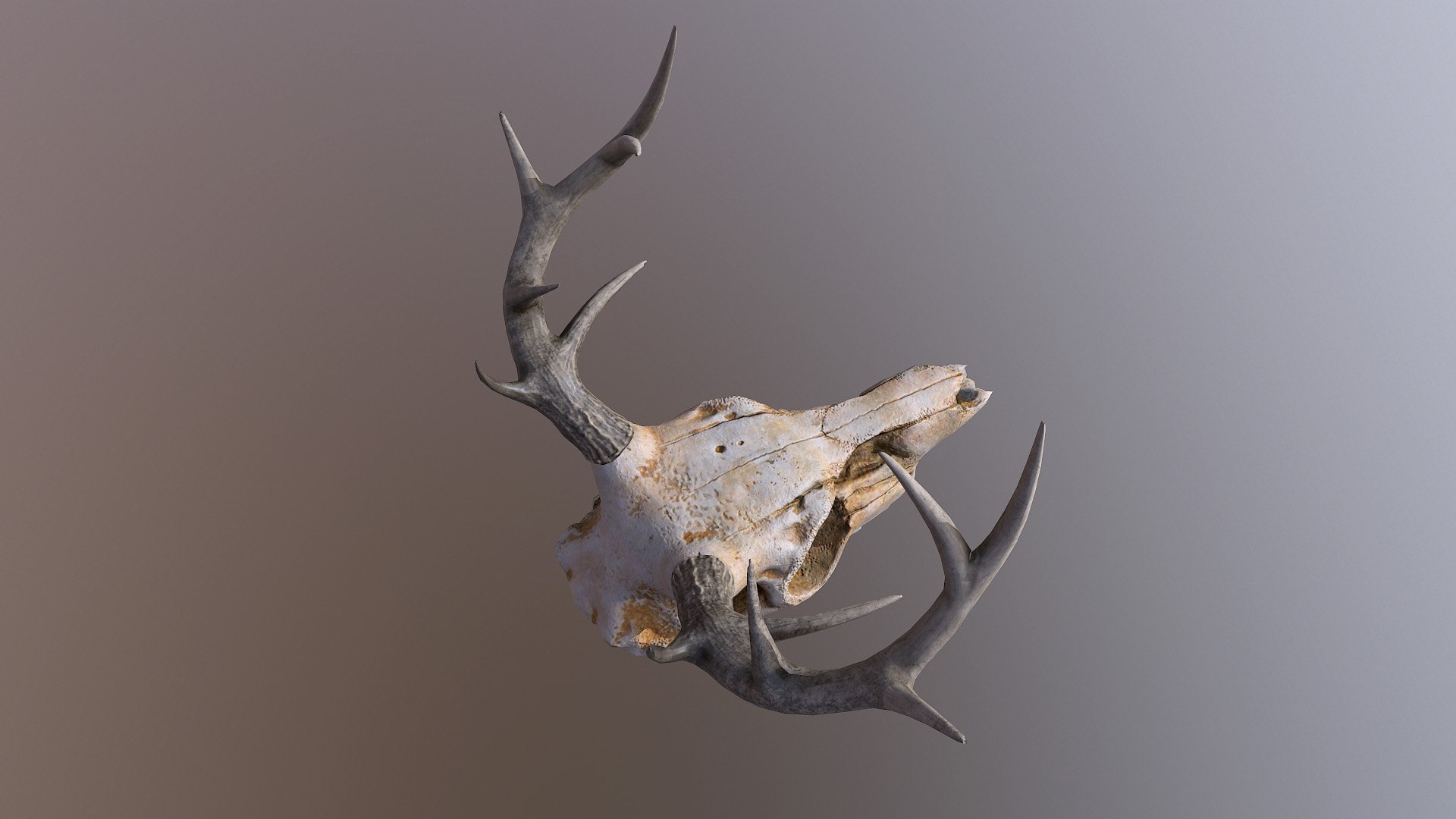3D deer skull model - TurboSquid 1500824