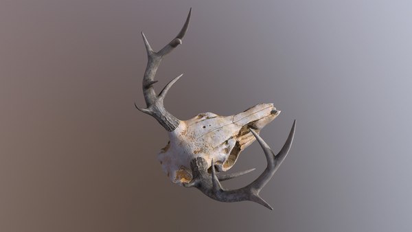 3D deer skull model - TurboSquid 1500824