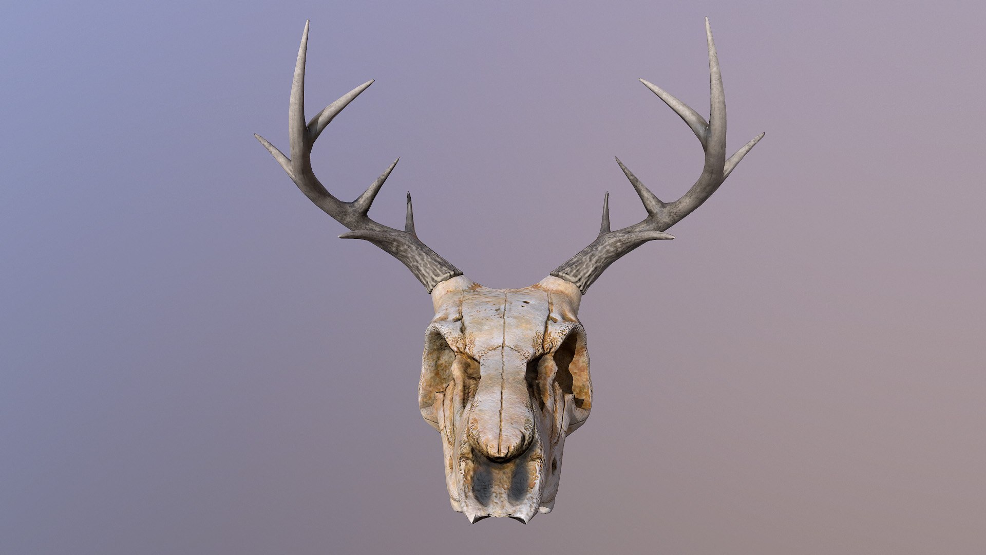 3D deer skull model - TurboSquid 1500824