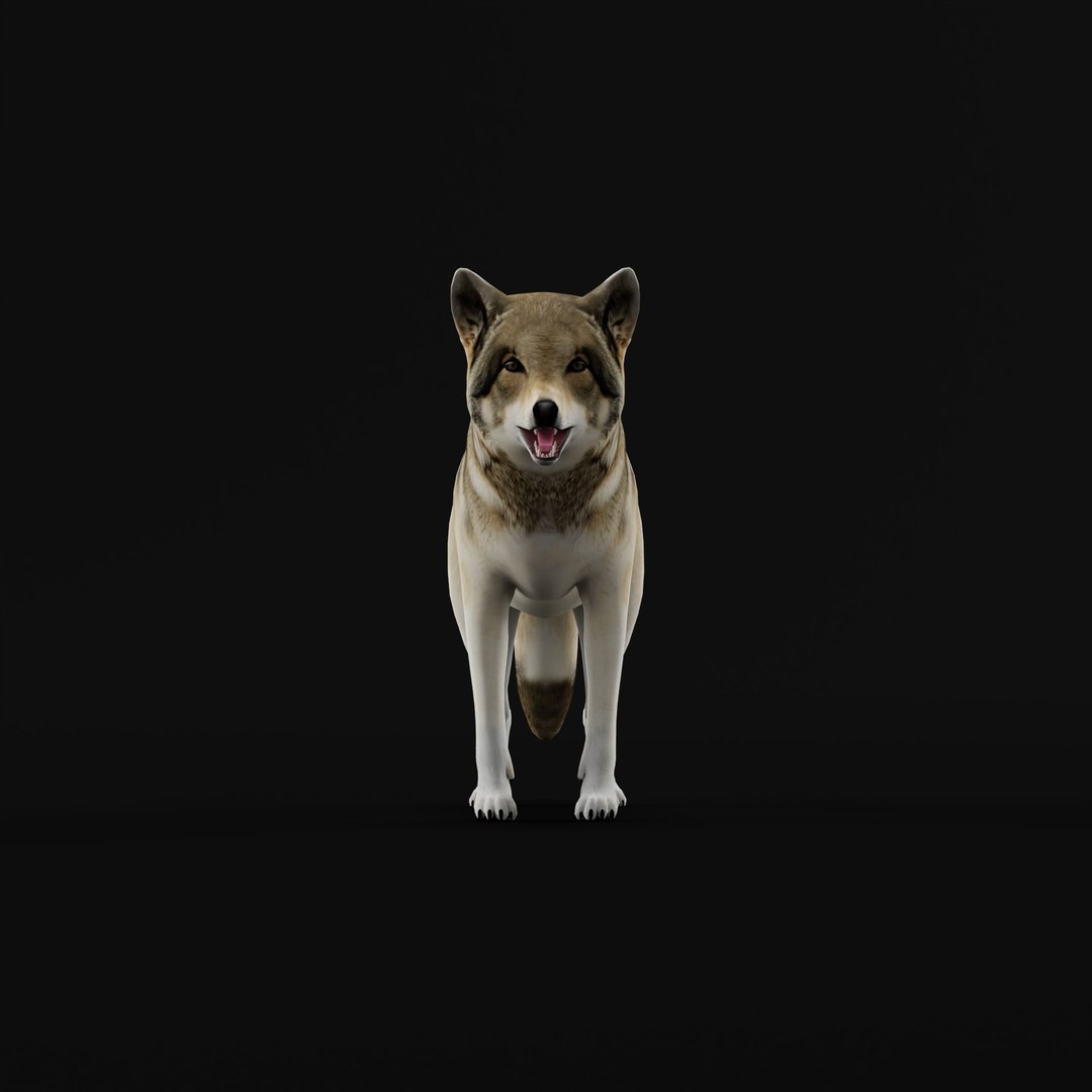 Gray Wolf 3D Model - TurboSquid 2346906