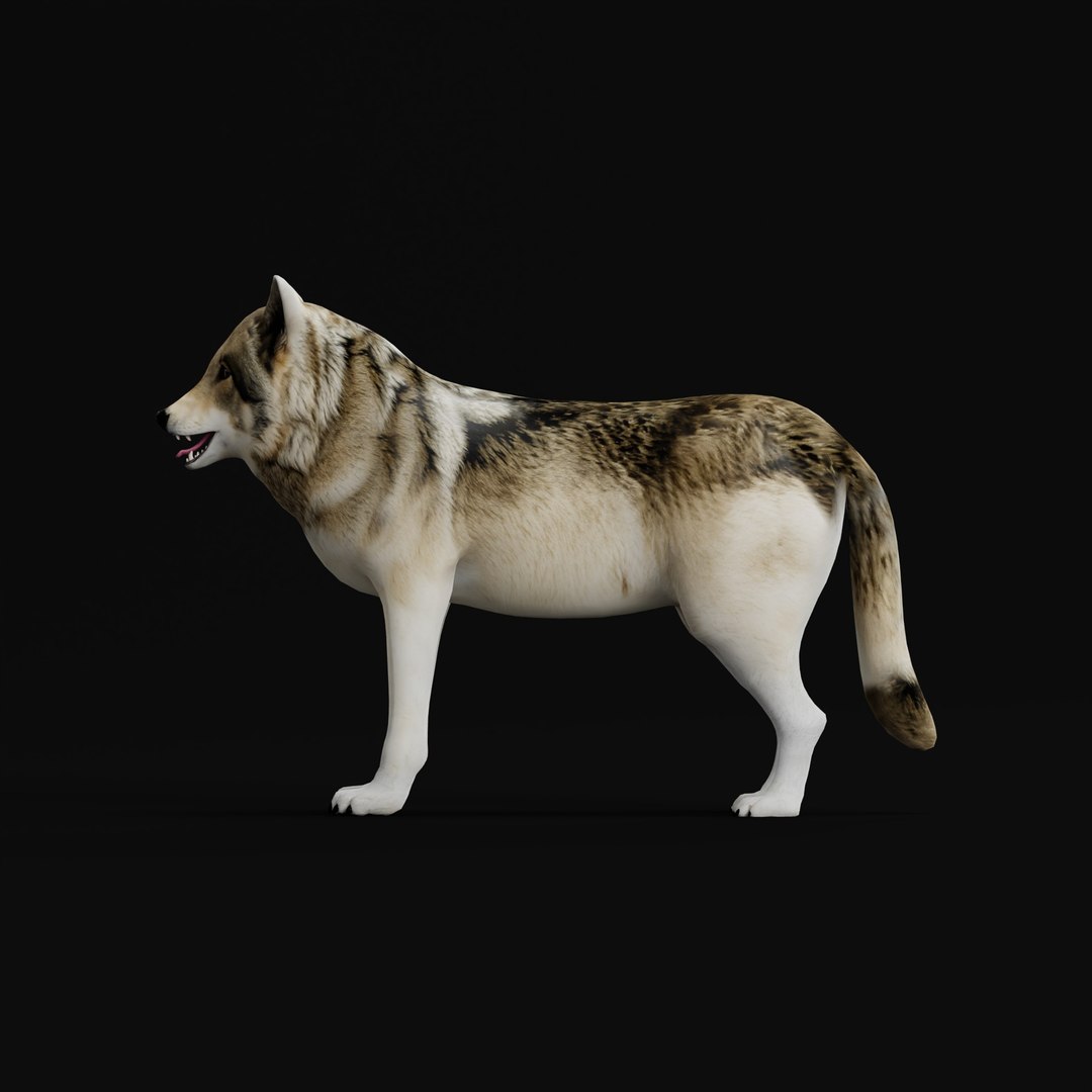 Gray Wolf 3D Model - TurboSquid 2346906