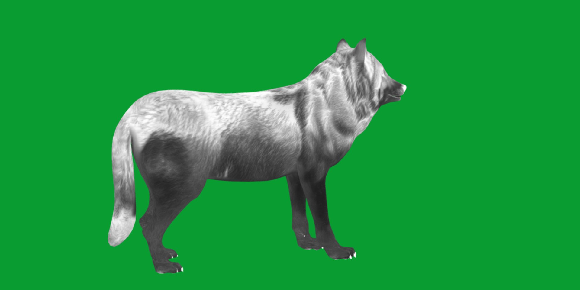 Gray Wolf 3D Model - TurboSquid 2346906