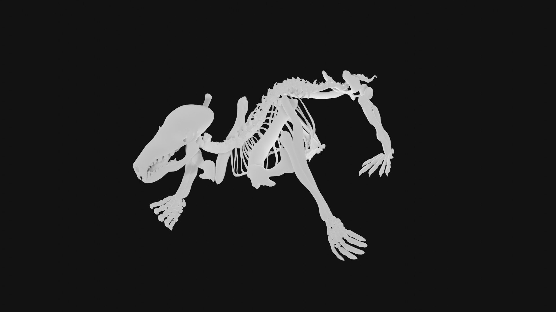 3D Mole Skeleton - TurboSquid 1992826