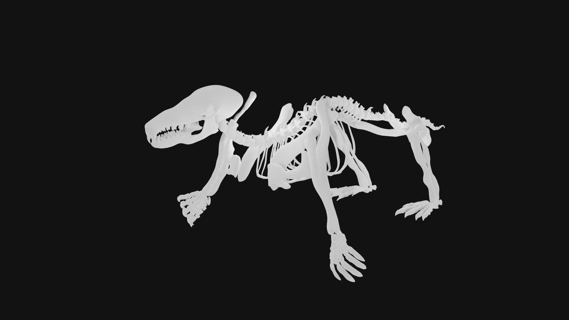 3D Mole Skeleton - TurboSquid 1992826