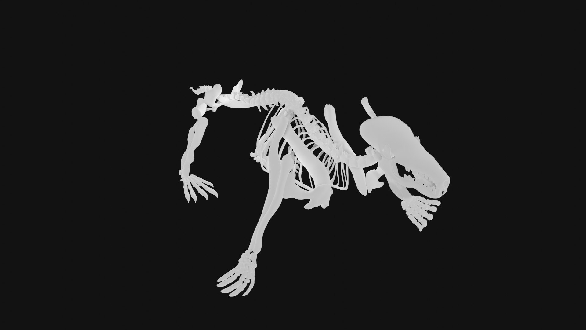3D Mole Skeleton - TurboSquid 1992826