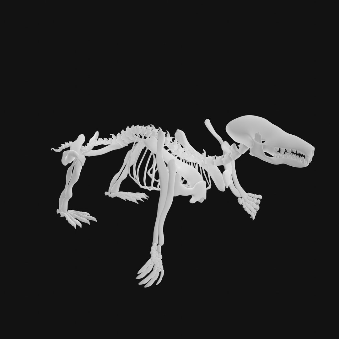 Mole Skeleton 3D 모델 - TurboSquid 1992826