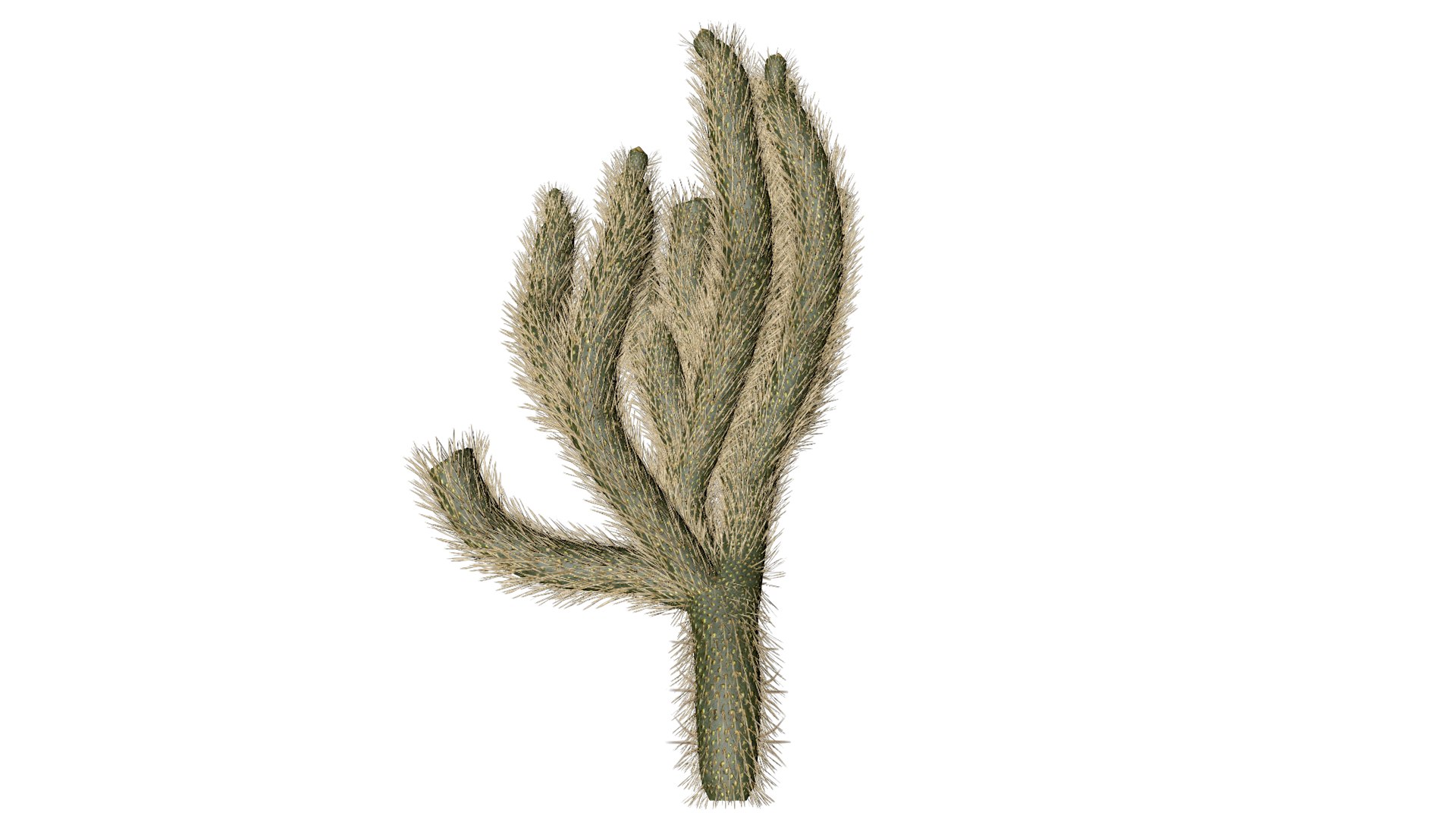 Cholla Cactus Plant Collection 3D - TurboSquid 2377978