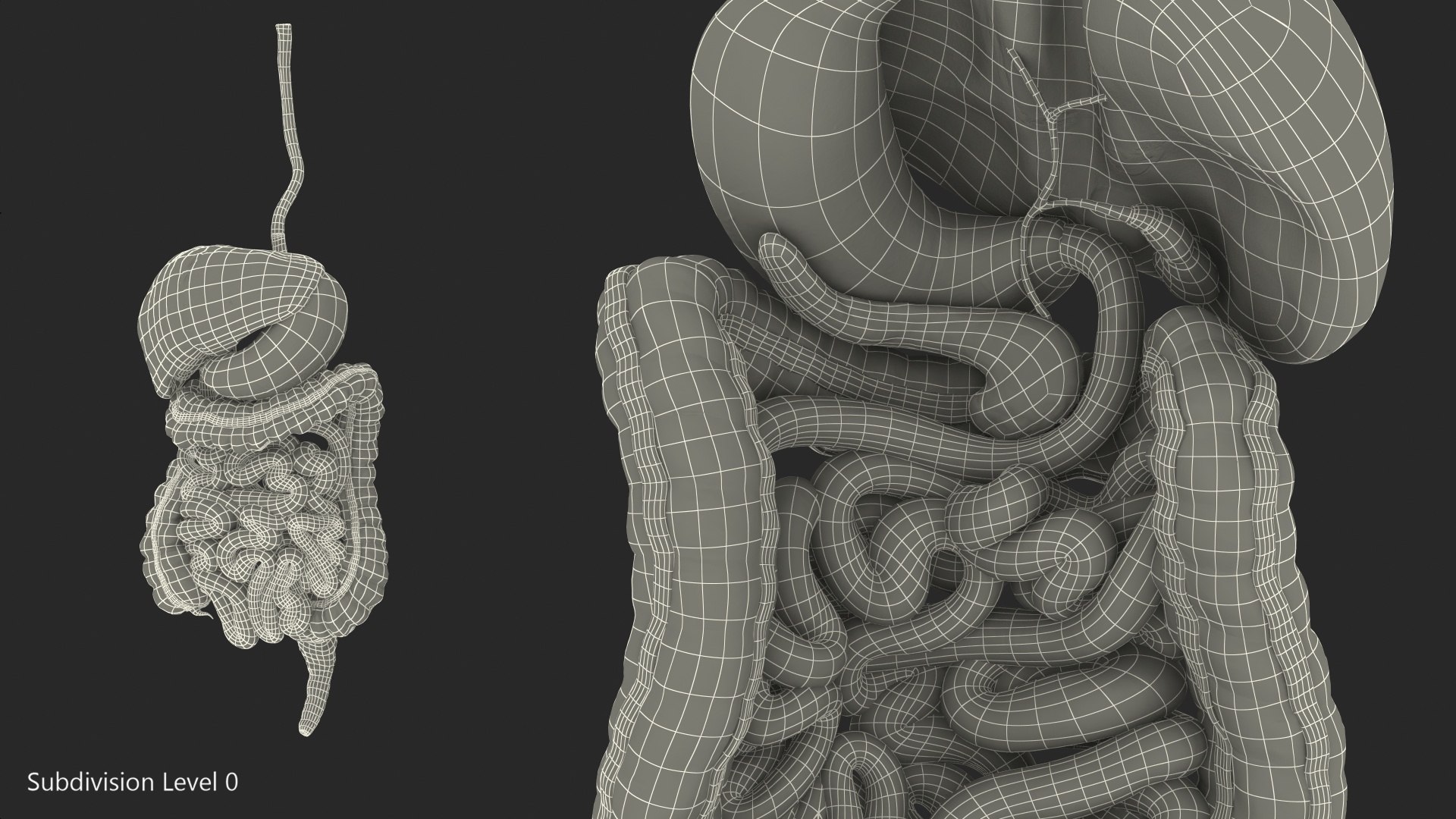3D human digestive model - TurboSquid 1469280