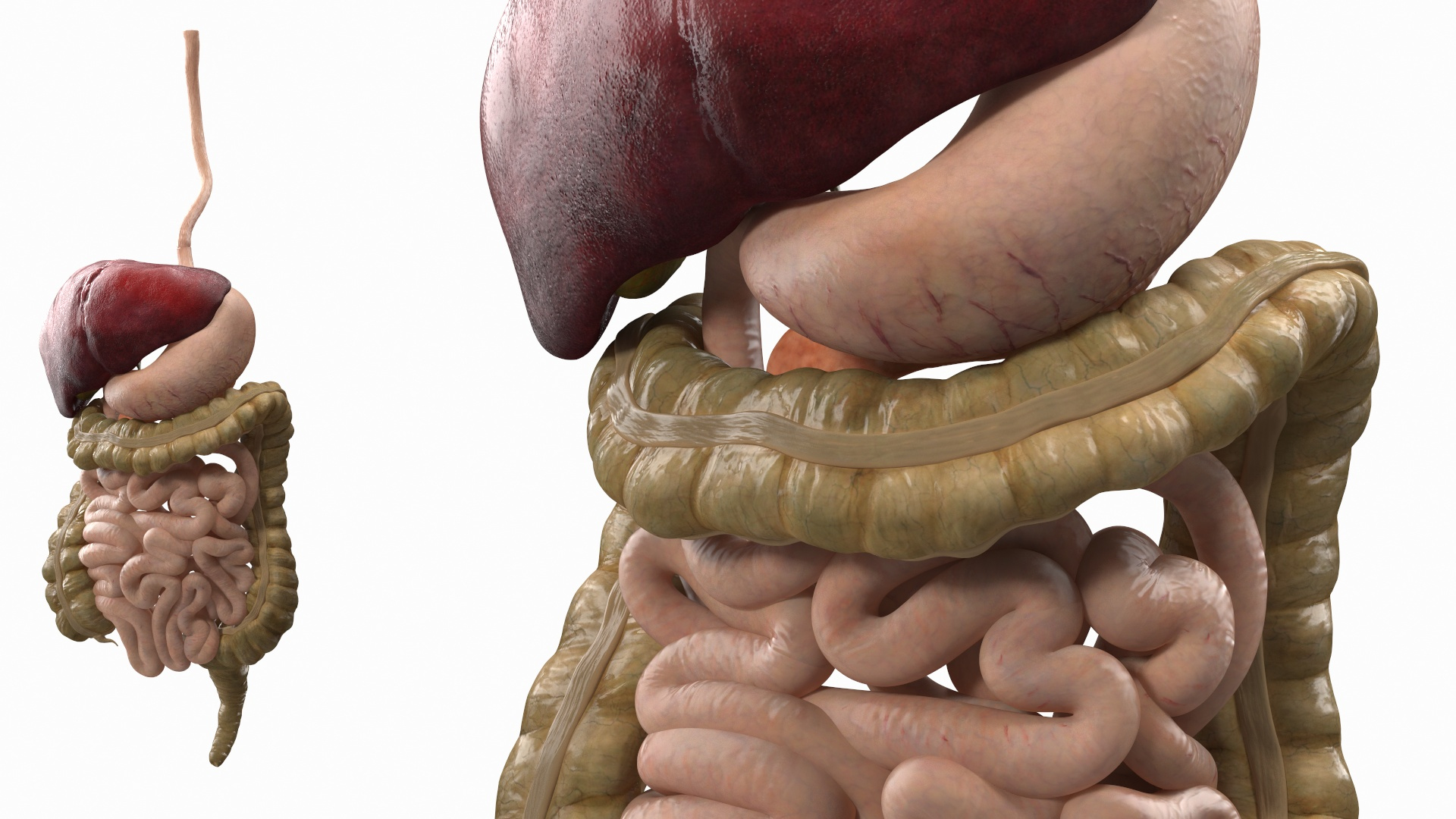 3D Human Digestive Model - TurboSquid 1469280