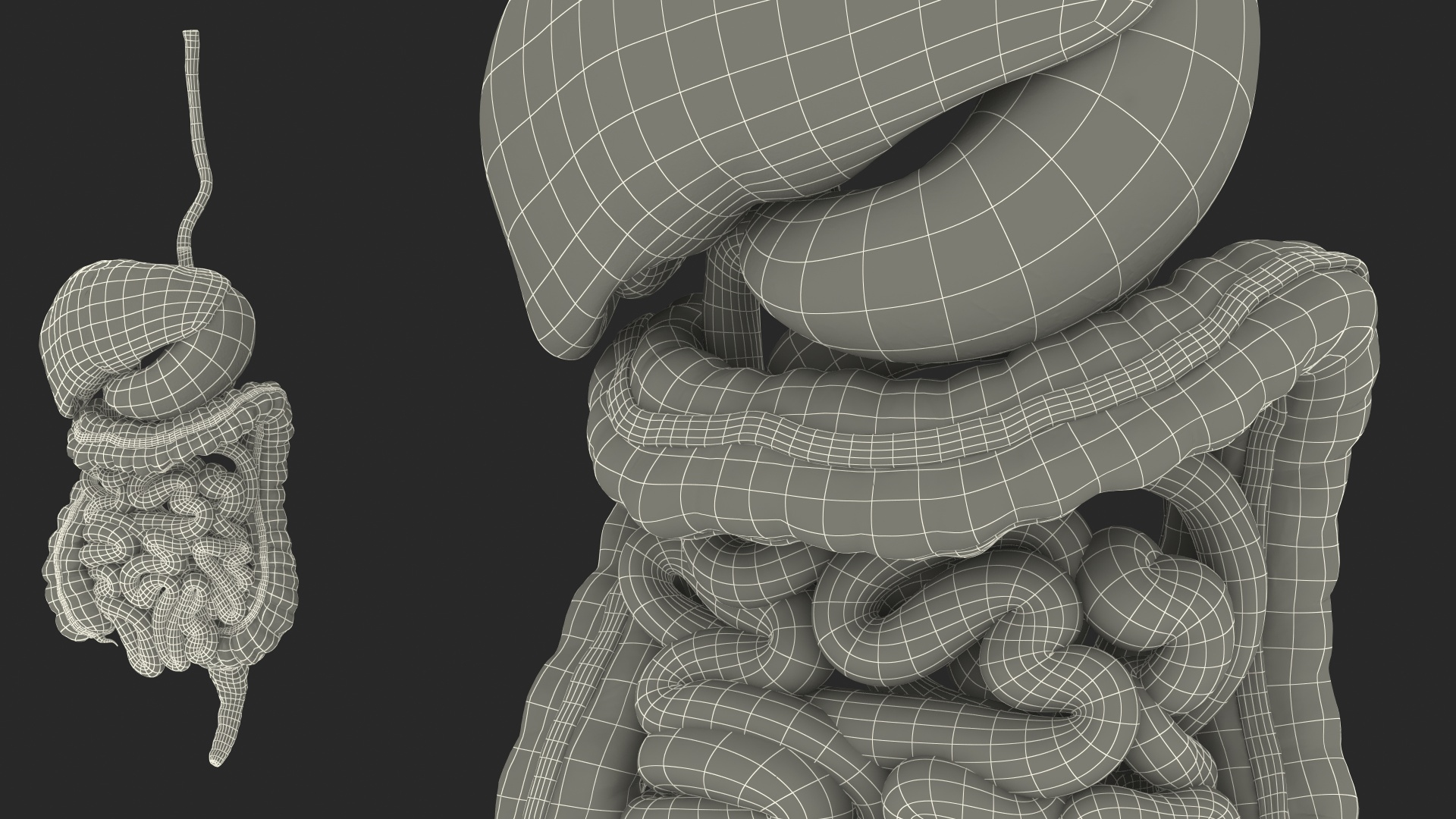 3D Human Digestive Model - TurboSquid 1469280