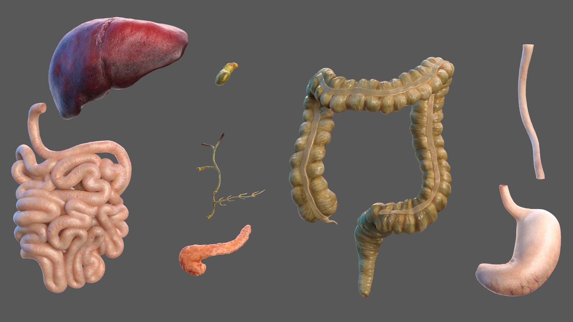 3D Human Digestive Model - TurboSquid 1469280