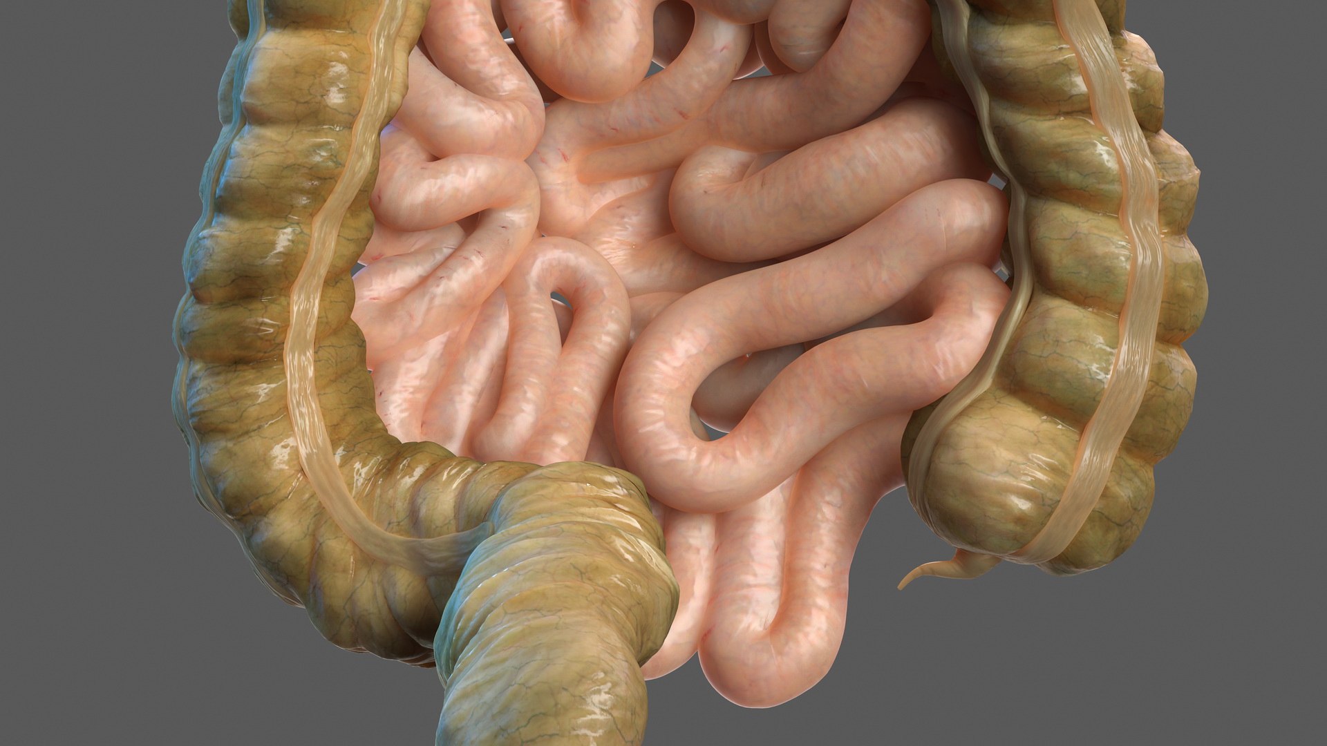 3D human digestive model - TurboSquid 1469280