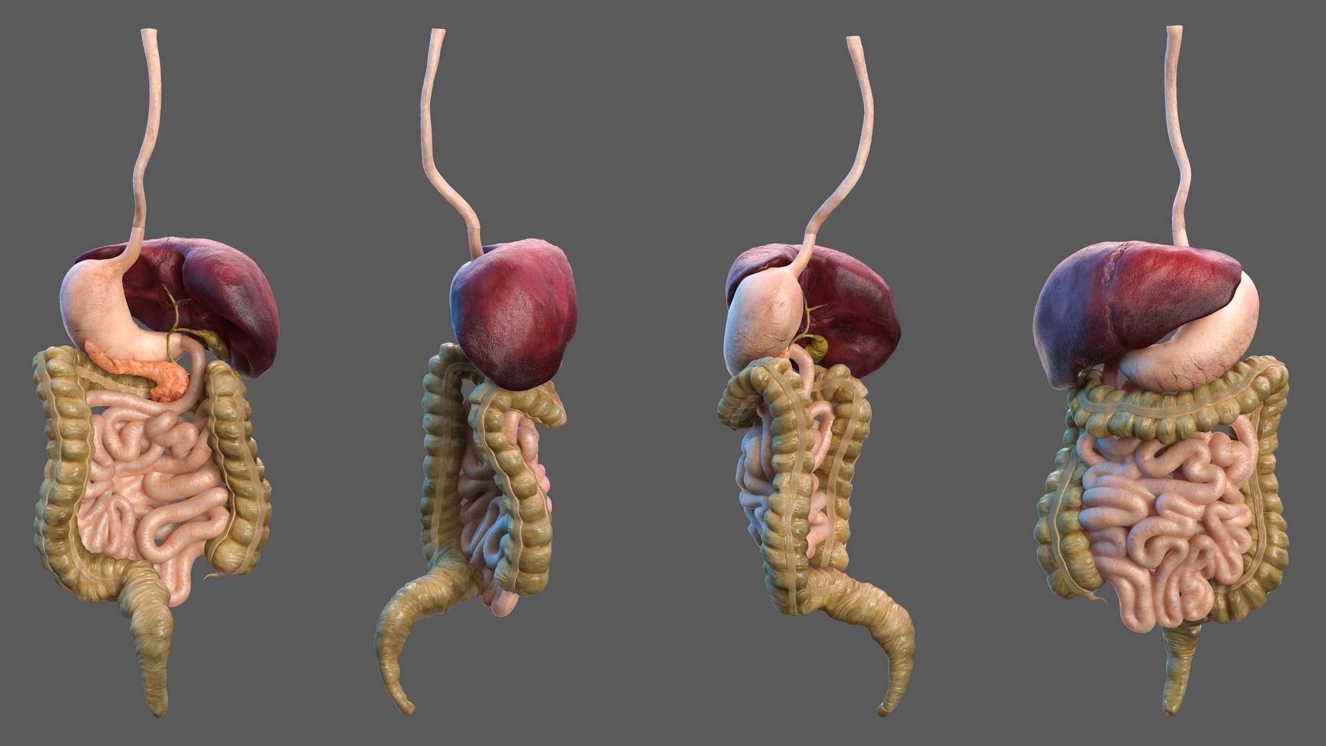 3D Human Digestive Model - TurboSquid 1469280