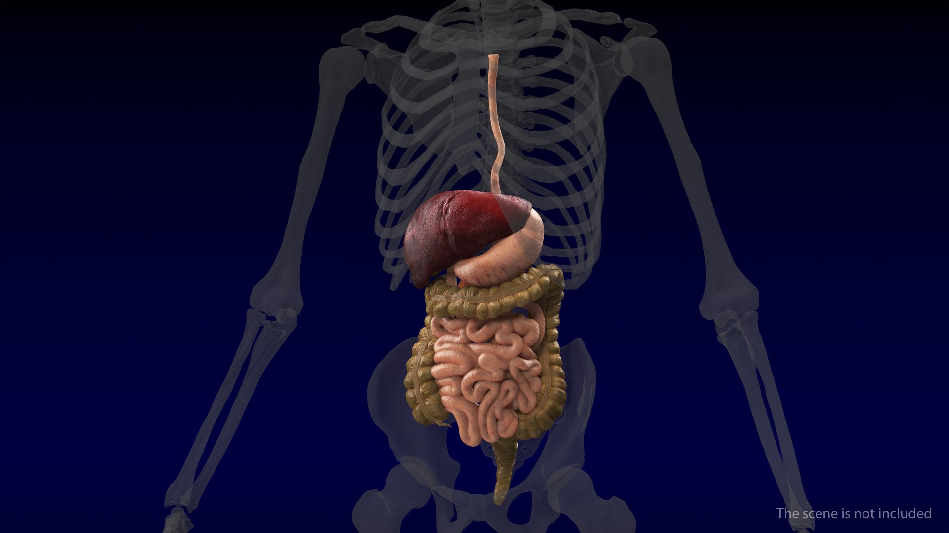3D Human Digestive Model - TurboSquid 1469280