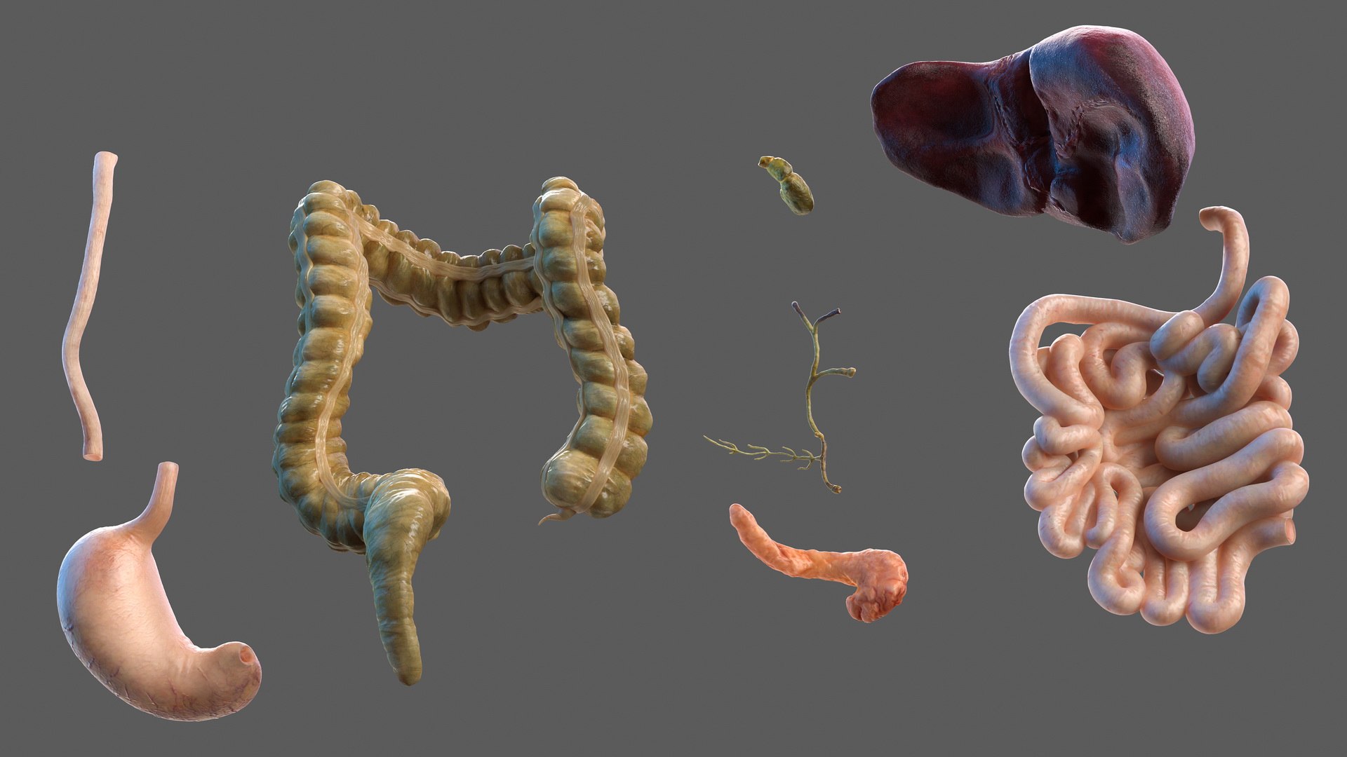 3D human digestive model - TurboSquid 1469280