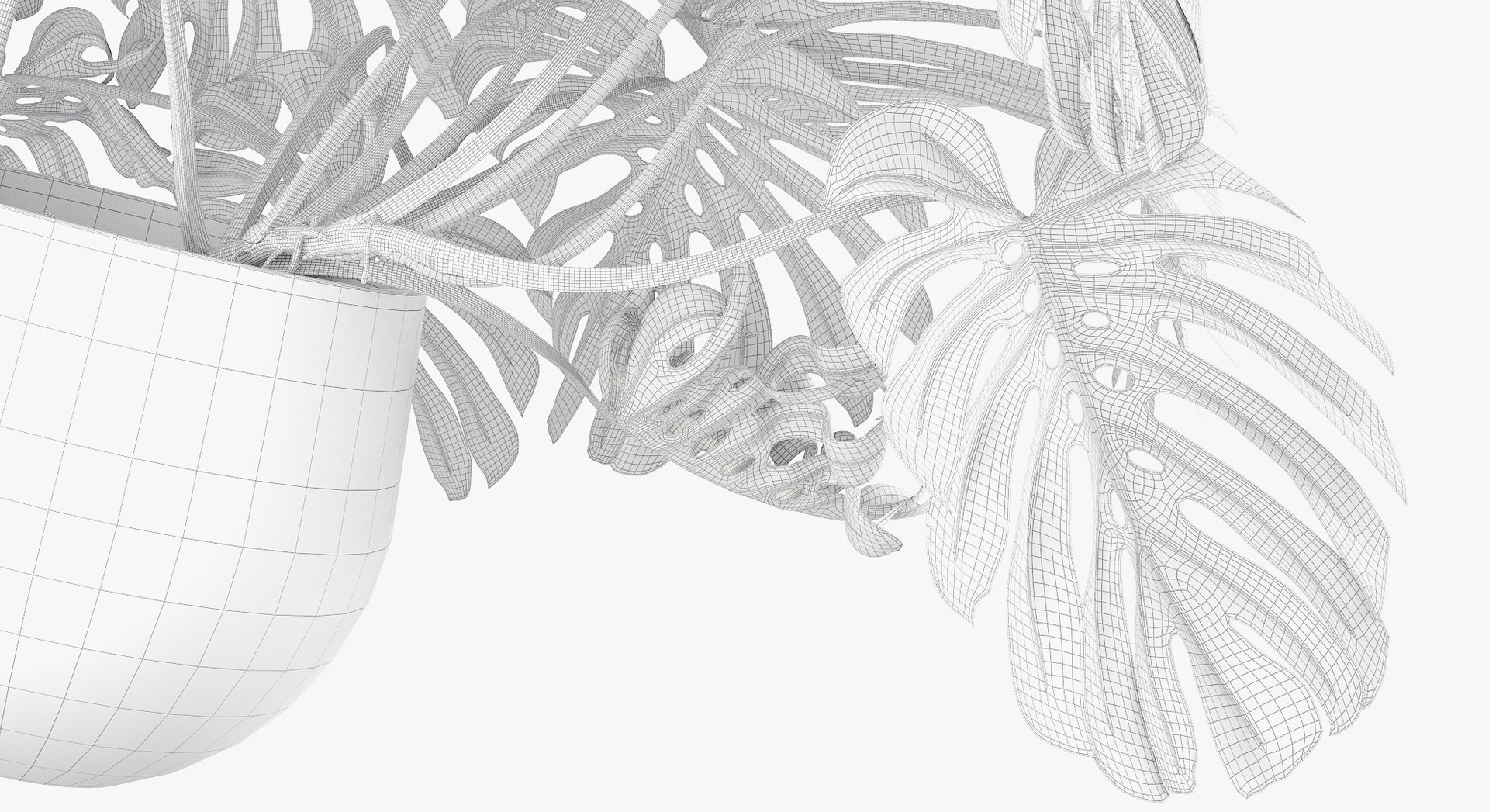 Monstera 3D Model - TurboSquid 1528665