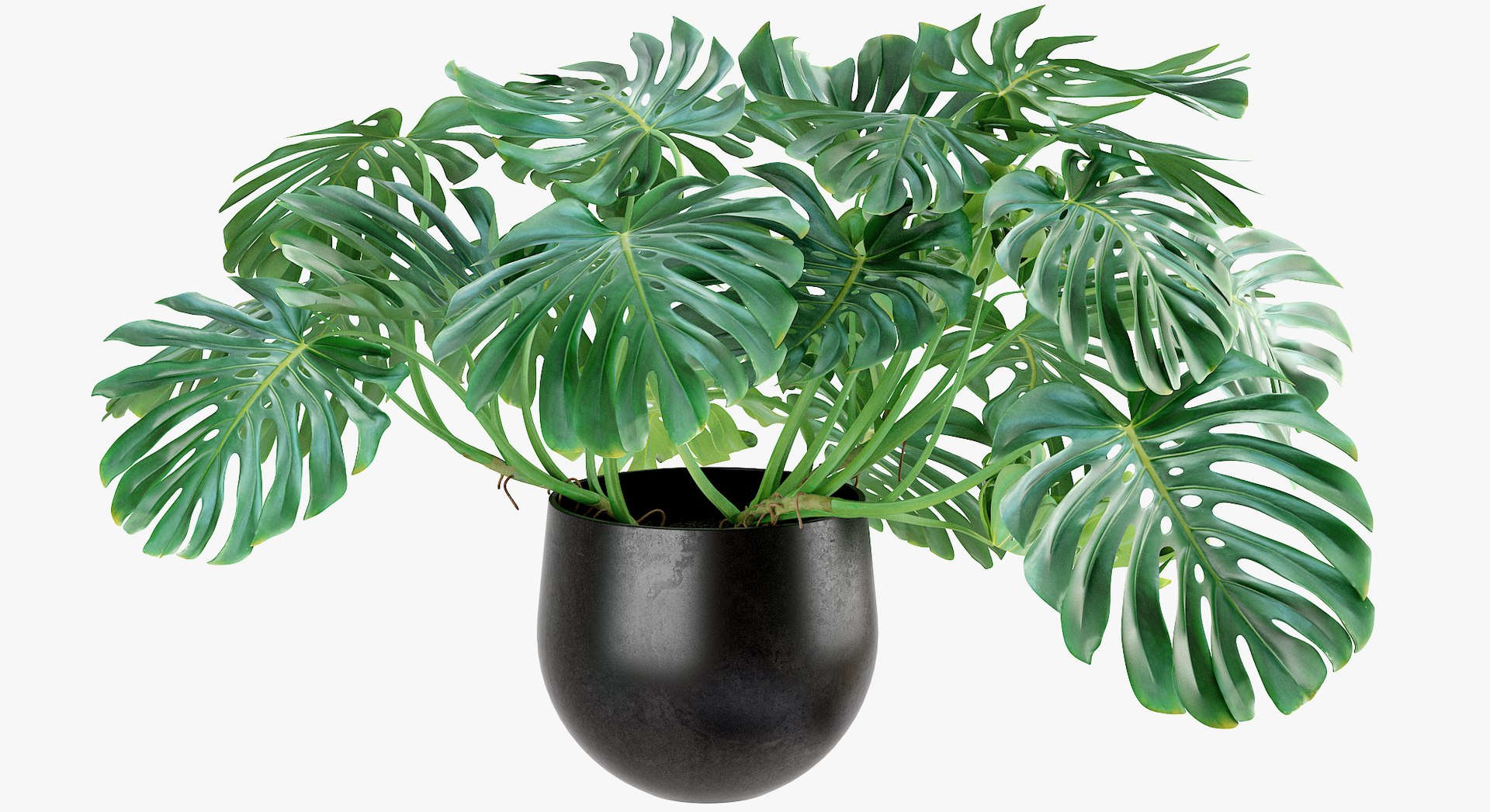 Monstera 3D Model - TurboSquid 1528665