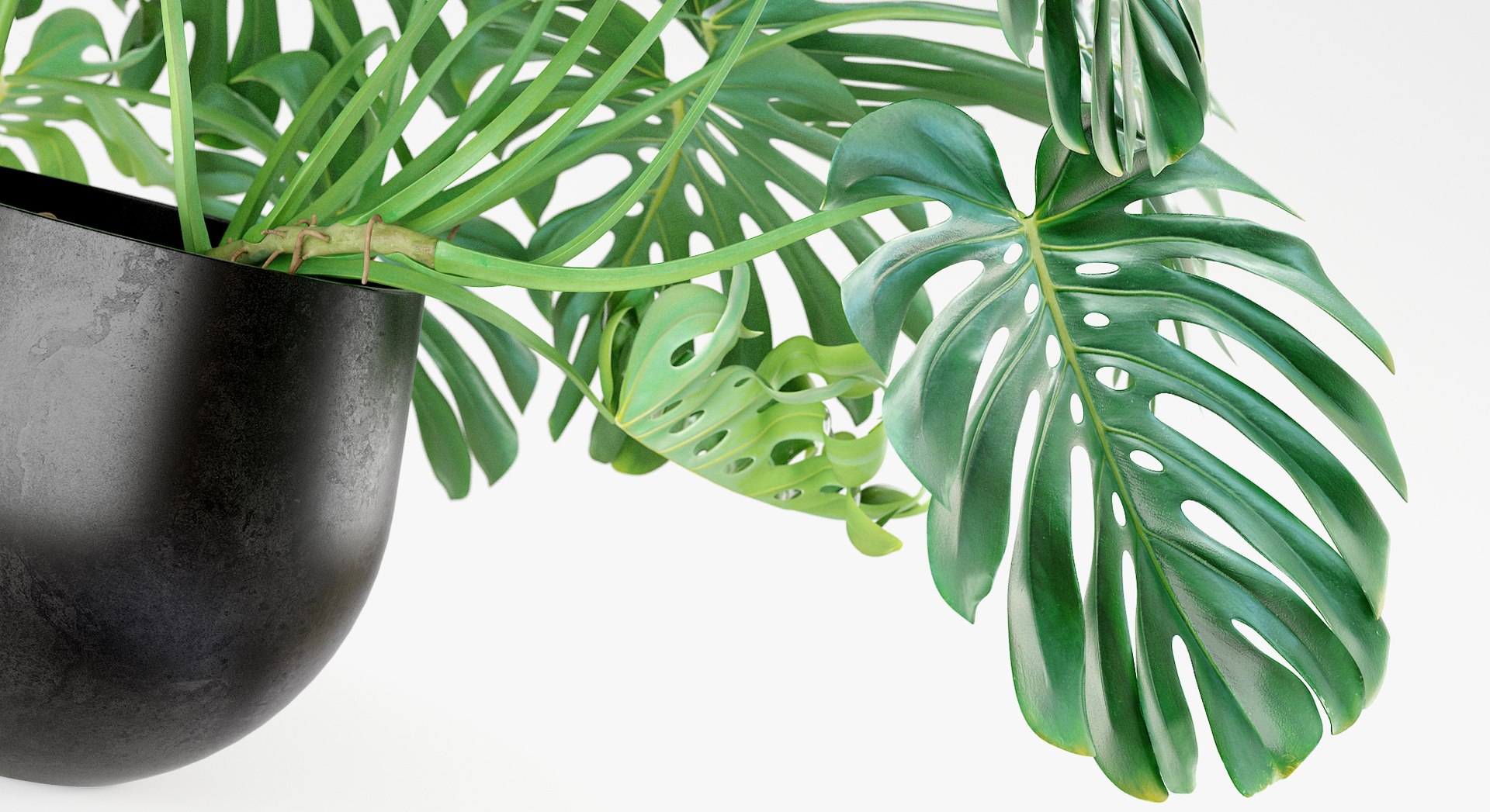 Monstera 3D Model - TurboSquid 1528665