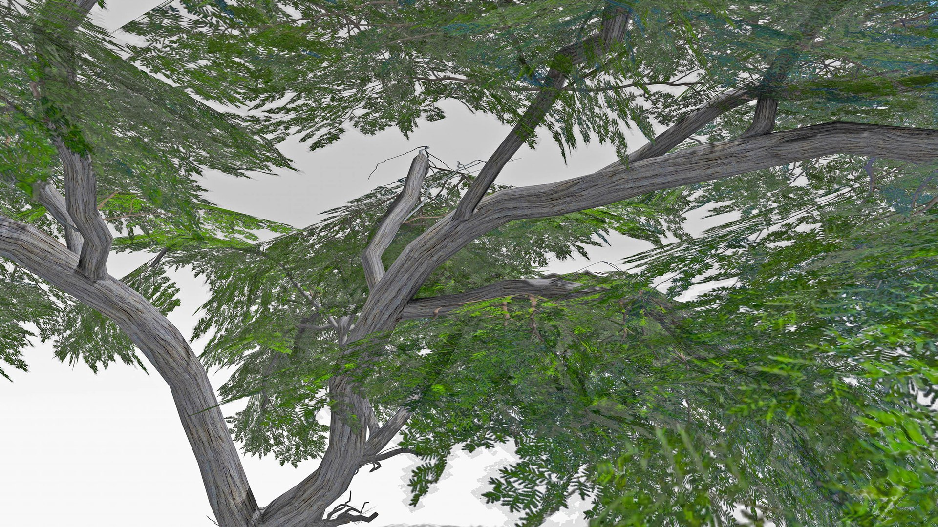 Acacia Tree-S15 3D Model - TurboSquid 2375323