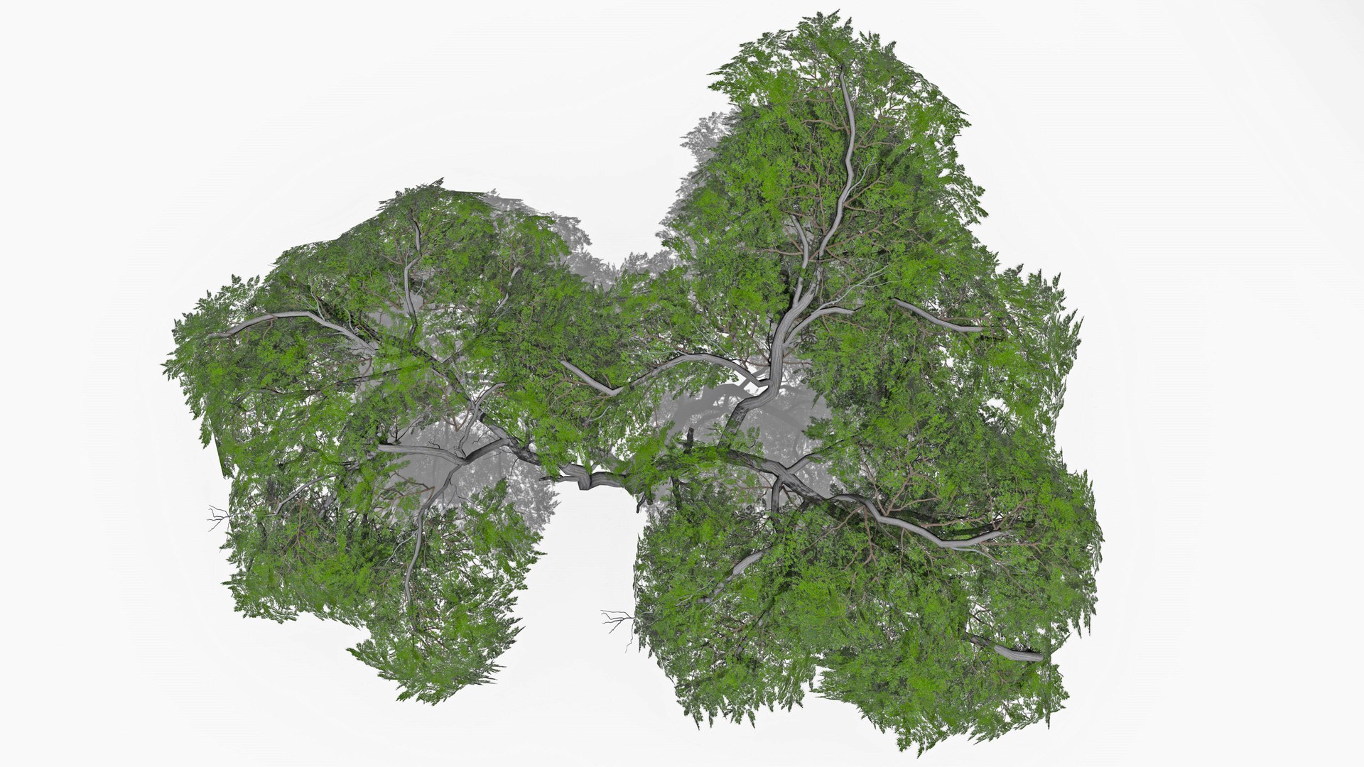 Acacia Tree-S15 3D Model - TurboSquid 2375323
