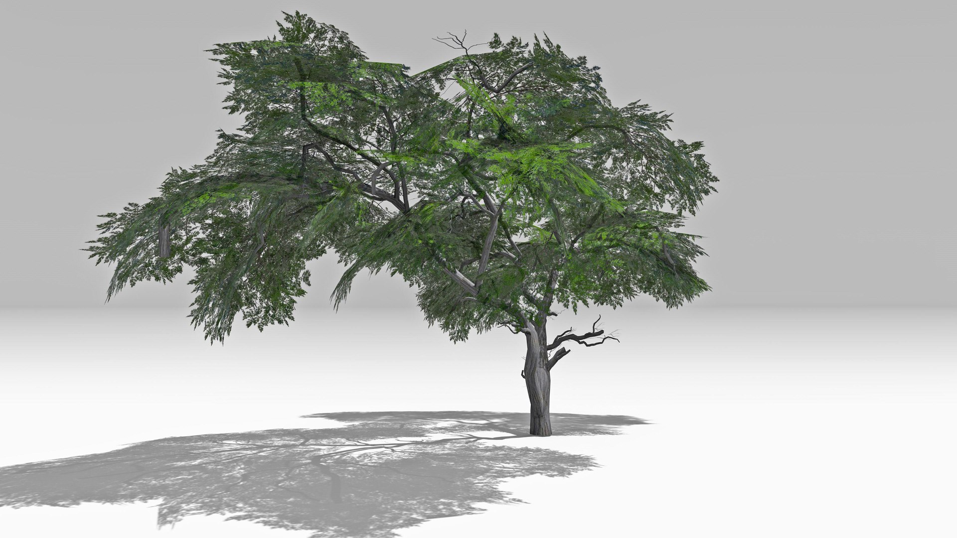 Acacia Tree-S15 3D Model - TurboSquid 2375323