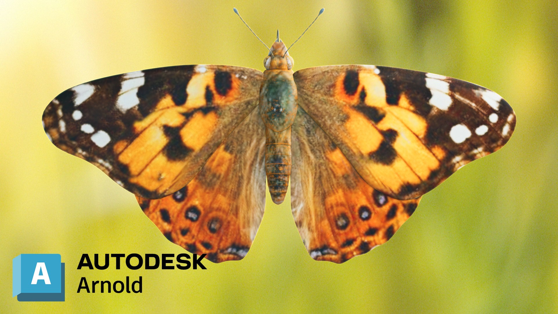 3D Butterfly - Painted Lady Model - TurboSquid 2194151