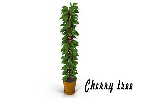 Cherry Tree 3D Models for Download | TurboSquid