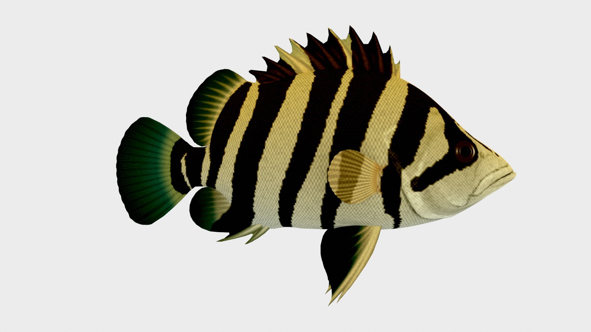 3D Model Siamese Tiger Fish 3D Model Low Poly - TurboSquid 2242743