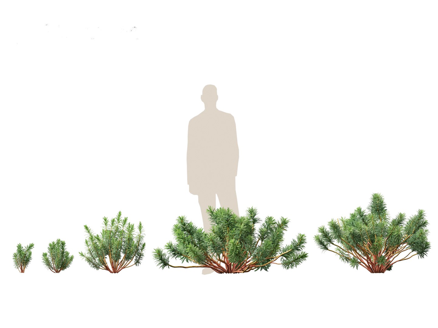 Euphorbia Characias - Mediterranean Spurge 3D Model - TurboSquid 2144607