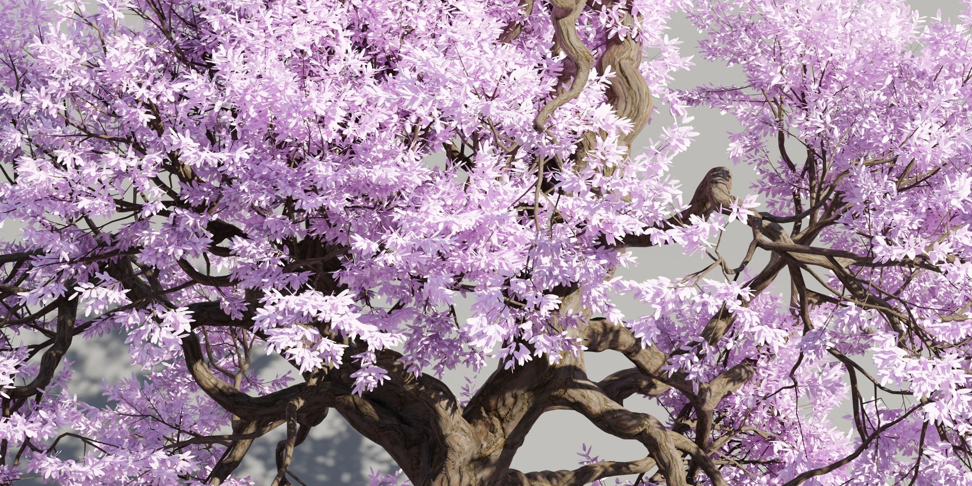 Cherry Blossom Tree Vol 199-Blender-3dmodel 3D Model - TurboSquid 2173393