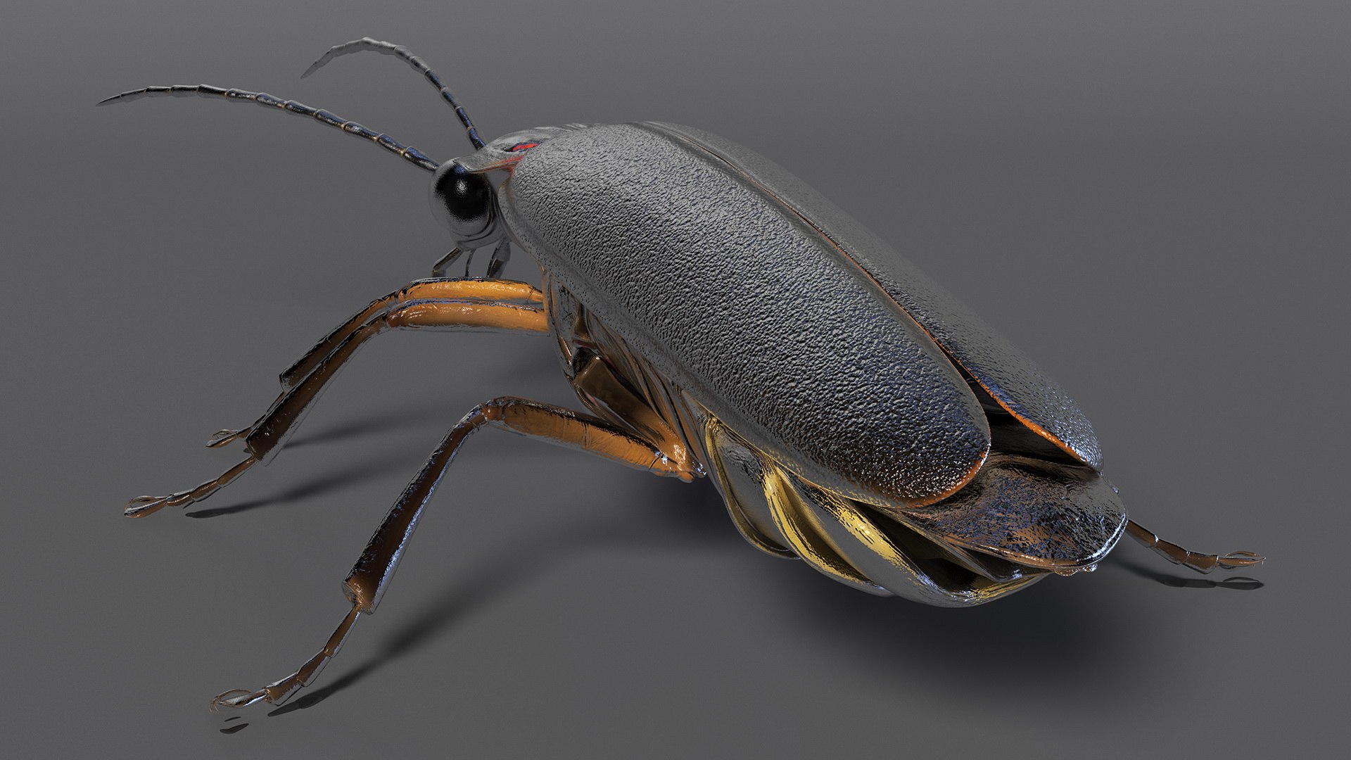 Eastern Firefly Rigged 3D Model - TurboSquid 2178947