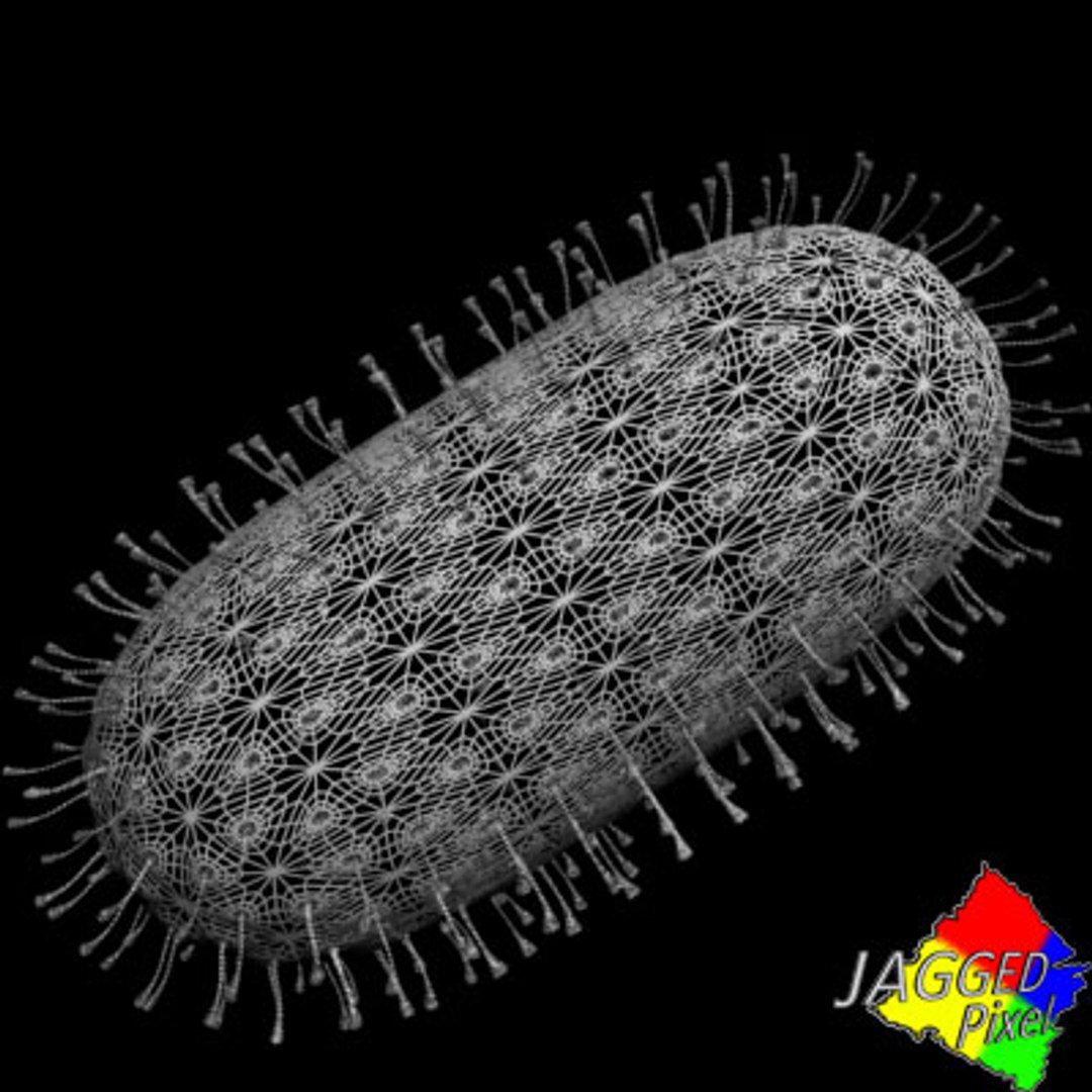 Bacillus Bacteria 7 3d Max