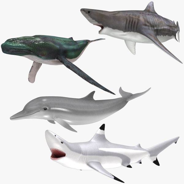 Free 3D Whale-Shark Models | TurboSquid