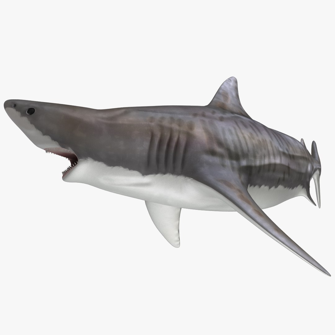 Aquatic Animals Rigged 3D Model - TurboSquid 1399446
