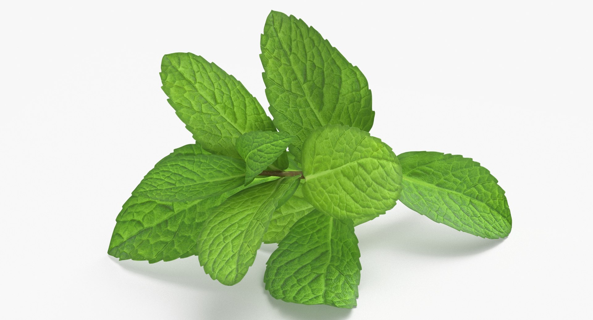 Prop 13 Mint Sprigs Type 02 3D Model - TurboSquid 2145482